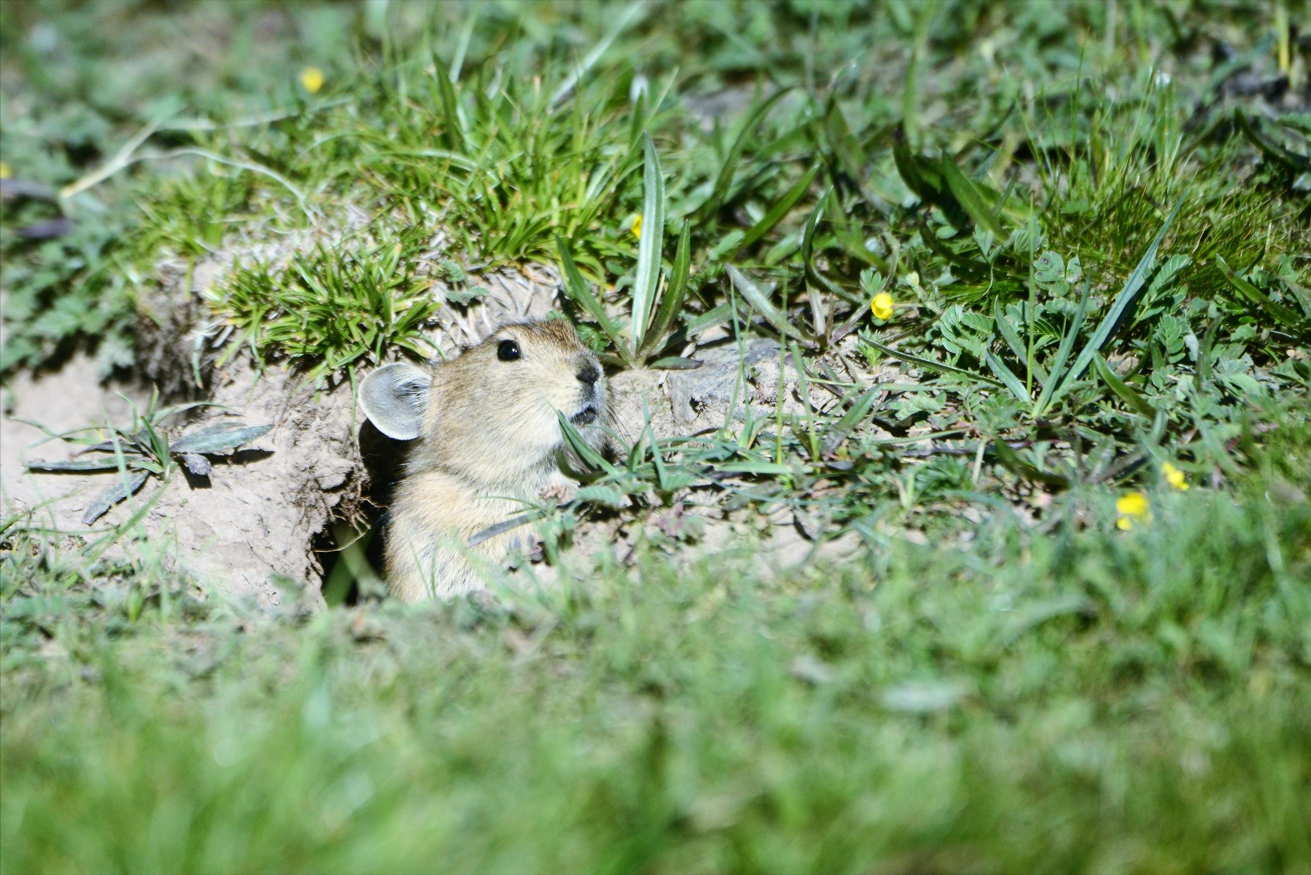 Rabbit that looks like a mouse - iNEWS