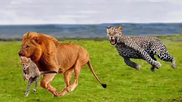 When animals grow old and frail, do their offspring take care of their ...