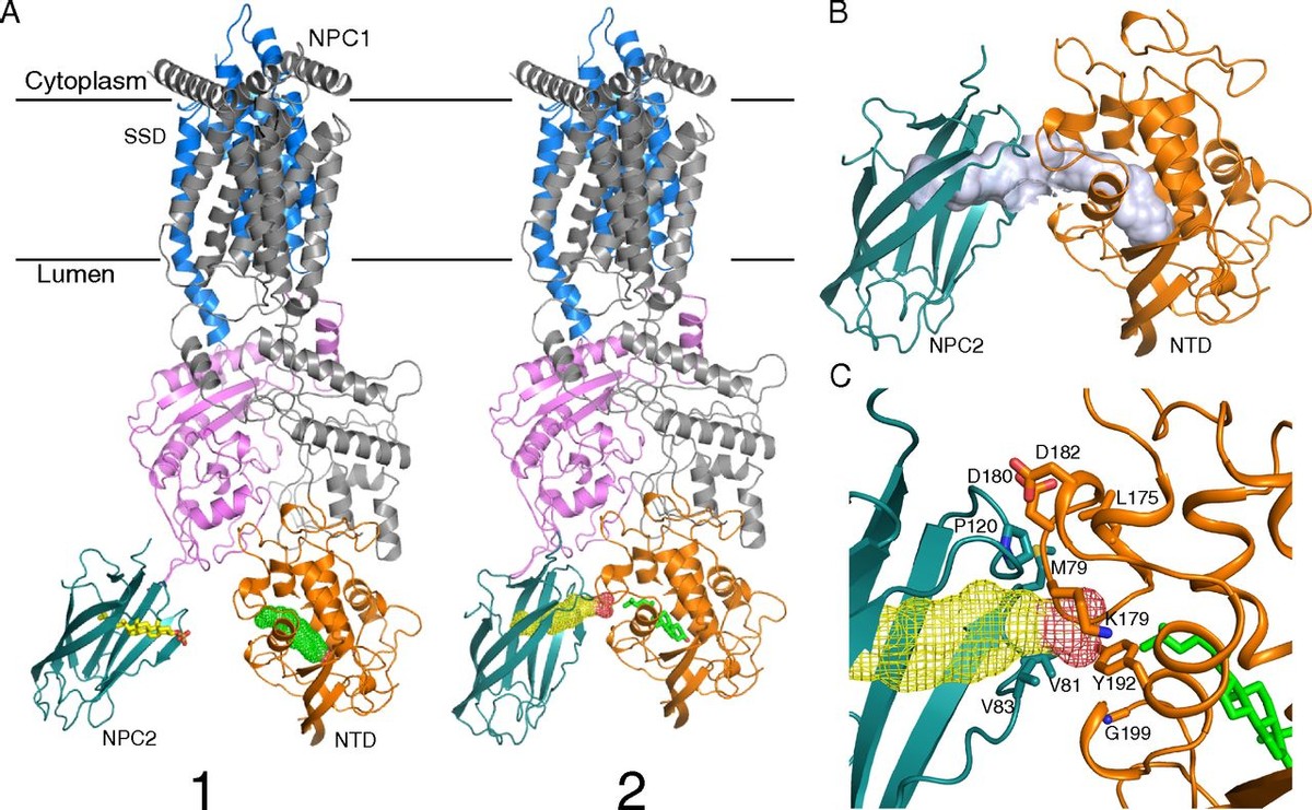 Clues to the Mechanism of Cholesterol Transfer from the Structure of ...