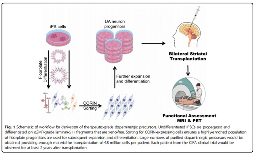 Expert consensus: Bayer announces the latest clinical trials! Stem ...