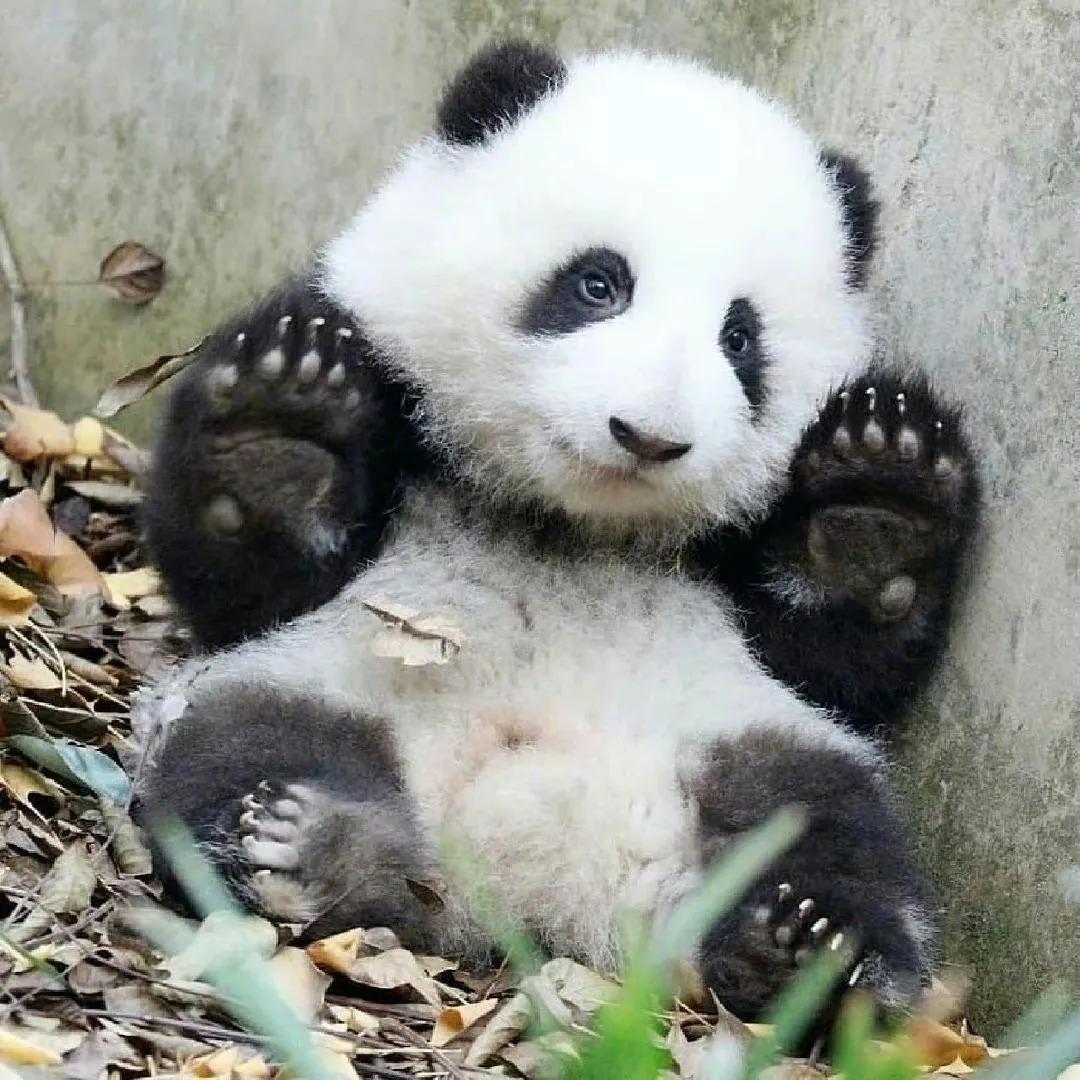 Giant Panda Huahua is so cute - iNEWS