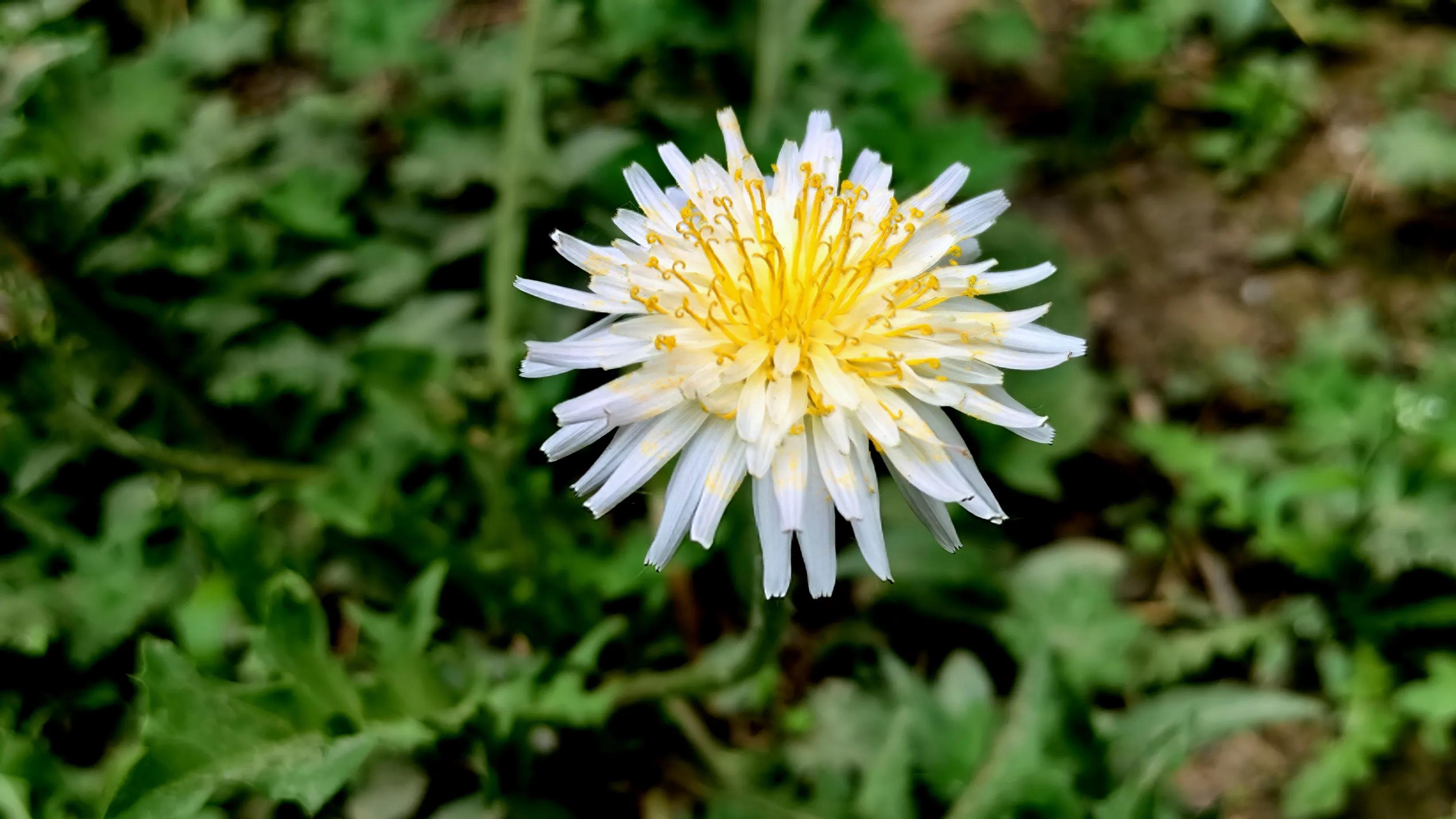 White Dandelion Flower Appreciation - iNEWS