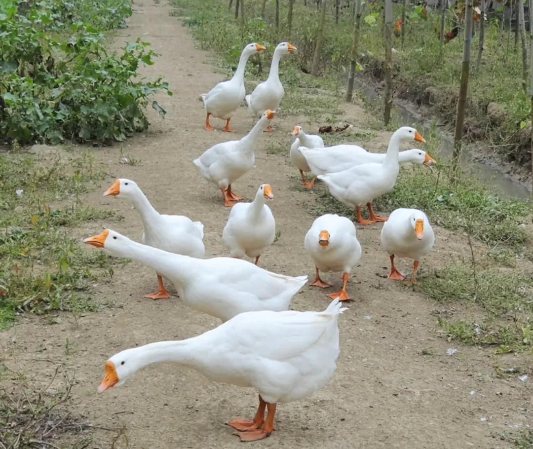 People take food as the sky - goose - iNEWS