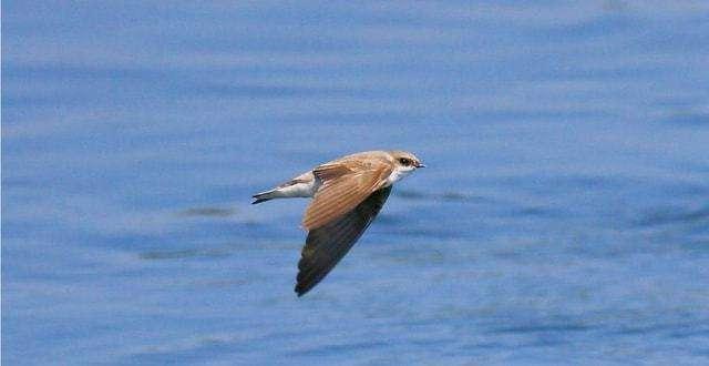 The footless swallows that fly and sleep are almost dead. How do they ...