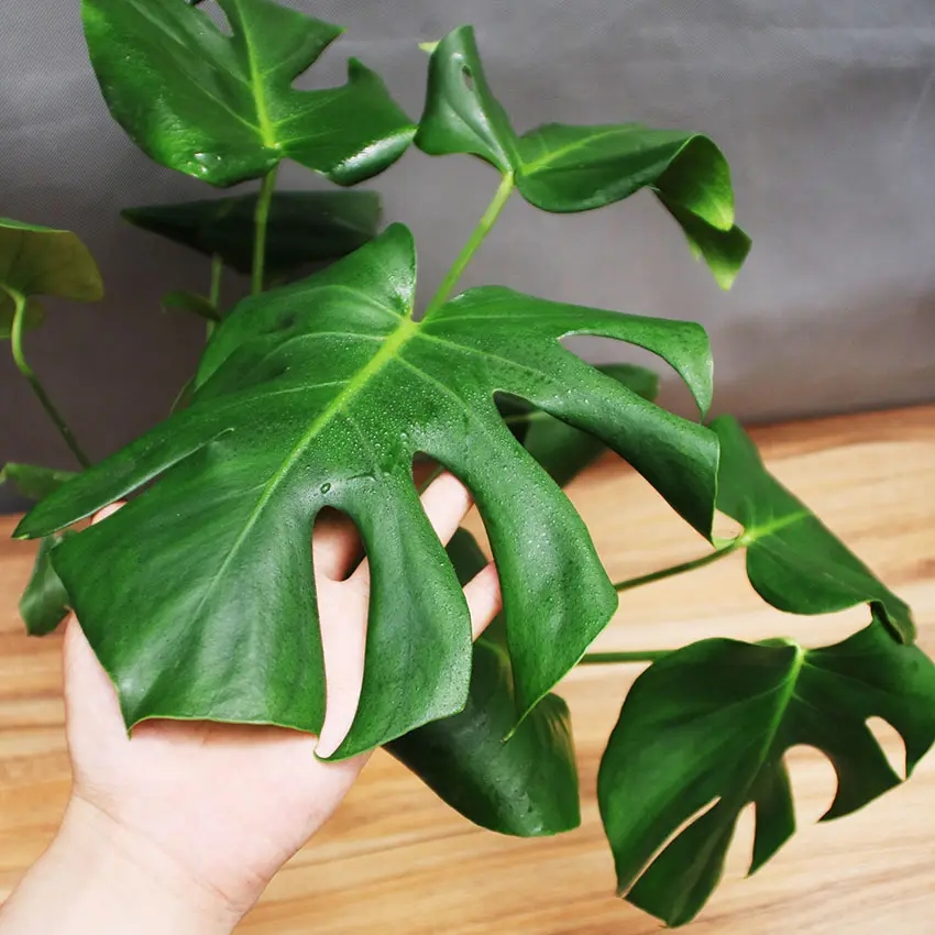 Is monstera poisonous and can it be raised indoors?Keep the following ...