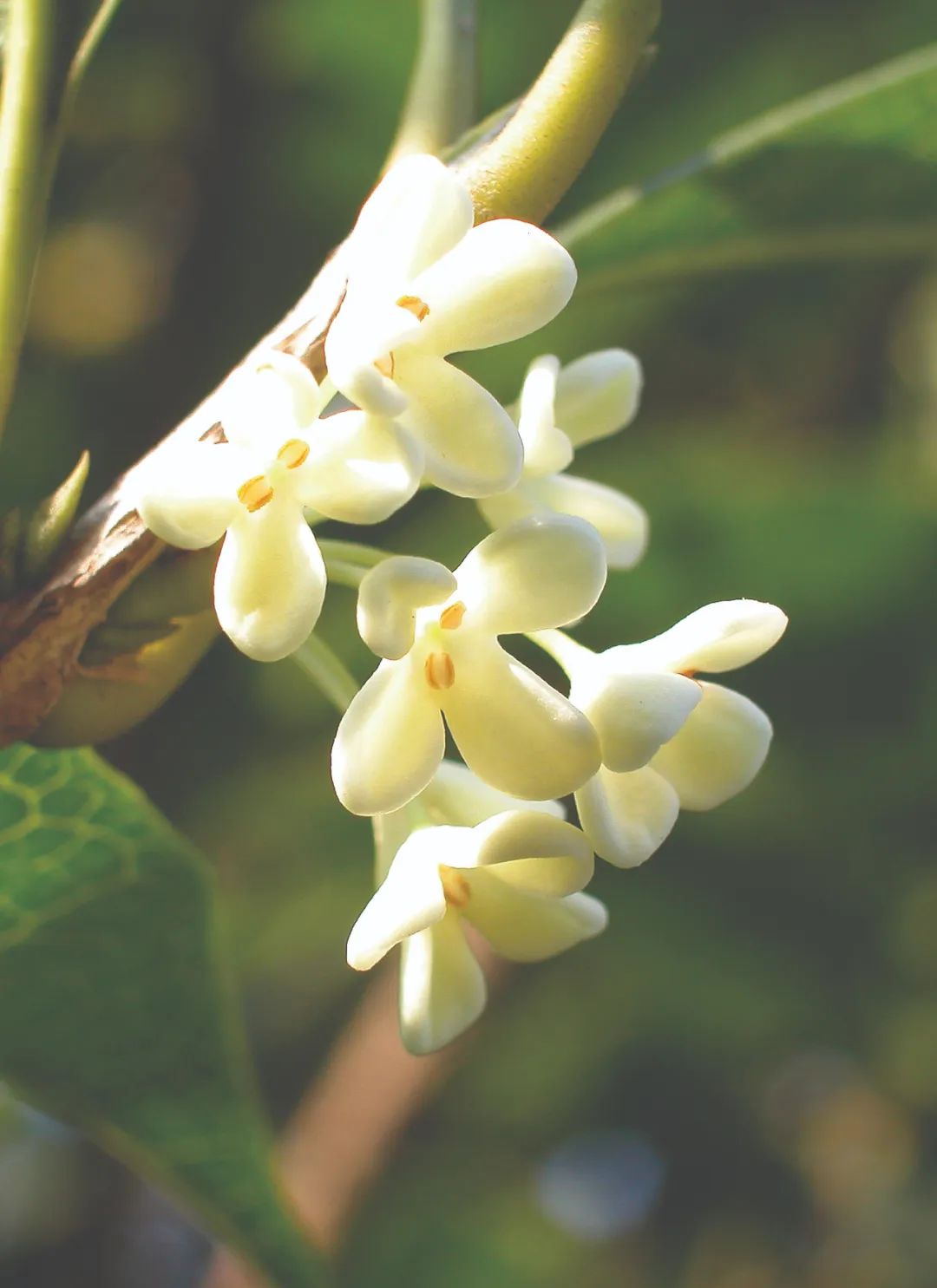 Come here and read the cultural mysteries of the hometown of osmanthus ...