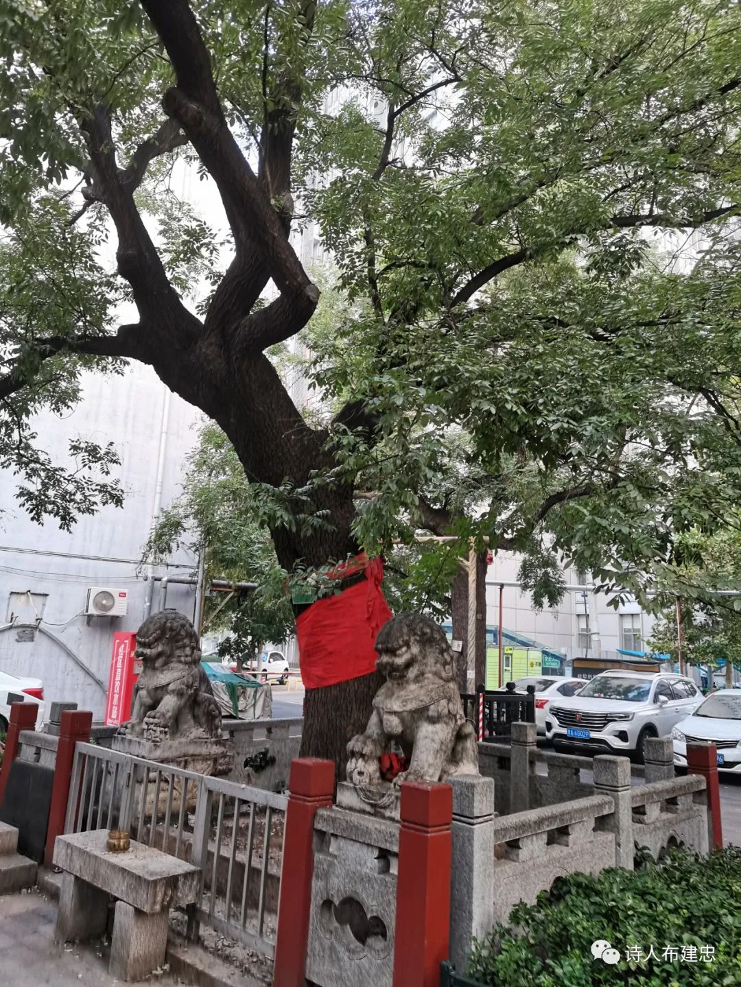 Two ancient locust trees, witnessing a history of Jinan Garden Village ...