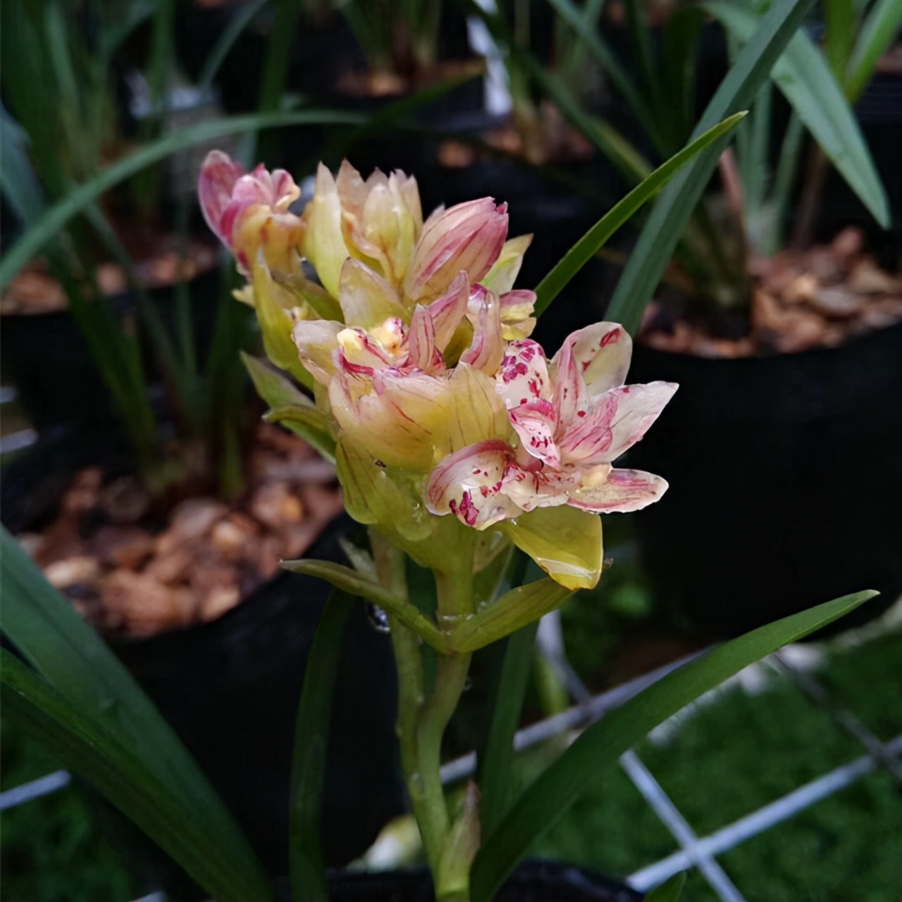 This peculiar and beautiful orchid, Toyama Qi Butterfly, is easier to ...