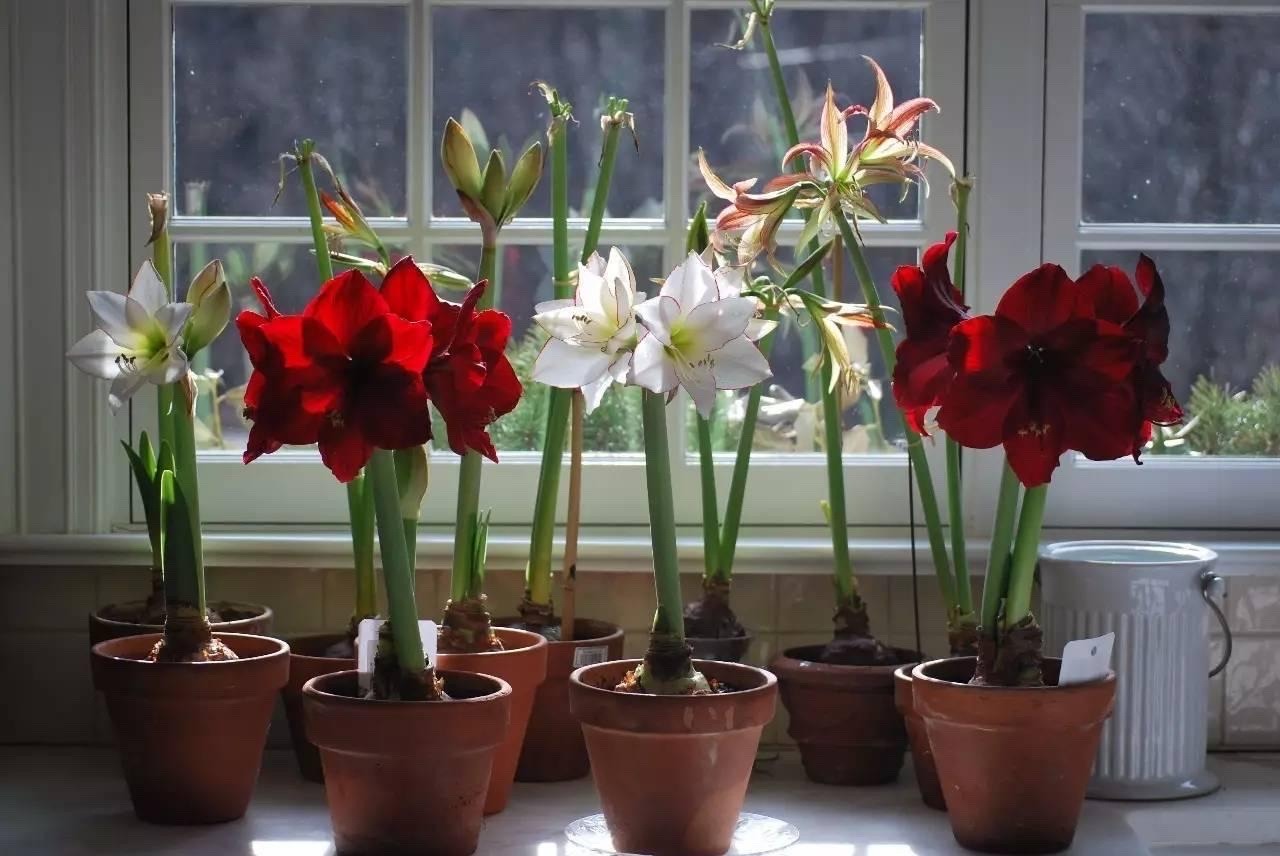 3 kinds of "ordinary and amazing" small flowers, simple and easy to ...