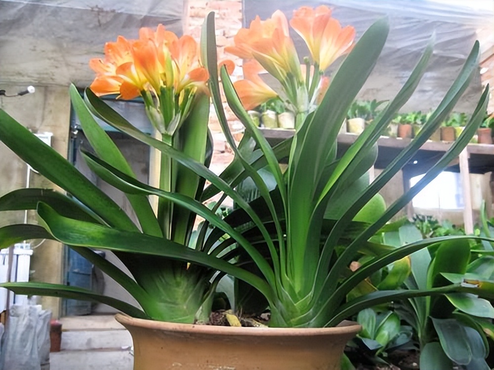 Is it not suitable to grow Clivia indoors?No nonsense, it has been ...