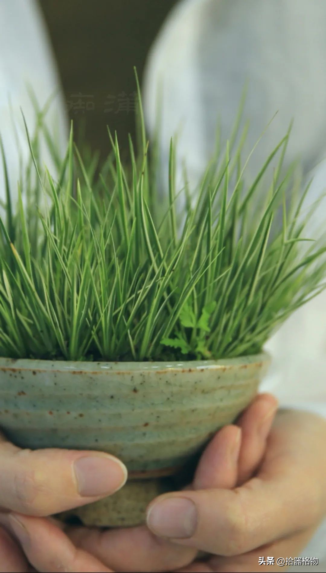 Calamus aesthetic in short fine - iNEWS