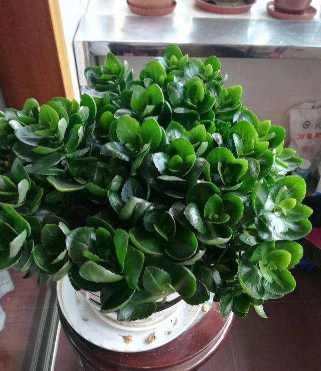 Seven kinds of foreign flowers, like "small flower pots", small pots ...