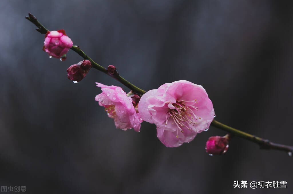 Five Poems of Plum Blossoms in Cold Spring - iNEWS