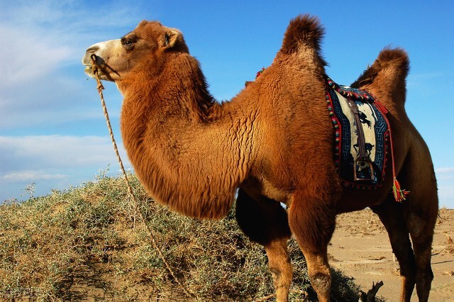 The camel's hump can be bulging or deflated. What is inside? - iMedia