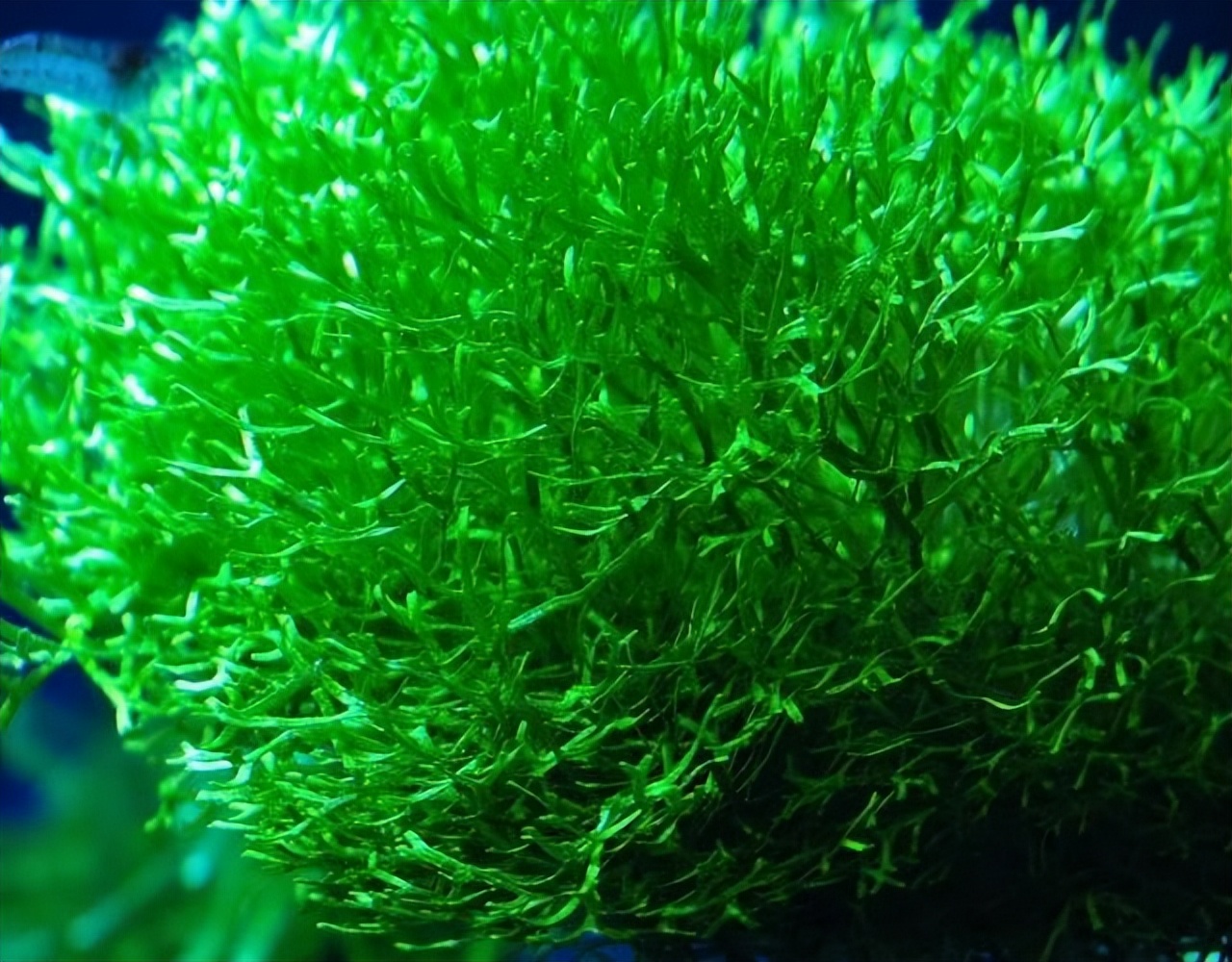 Research on phytoplankton and zooplankton based on abiotic stress - iNEWS