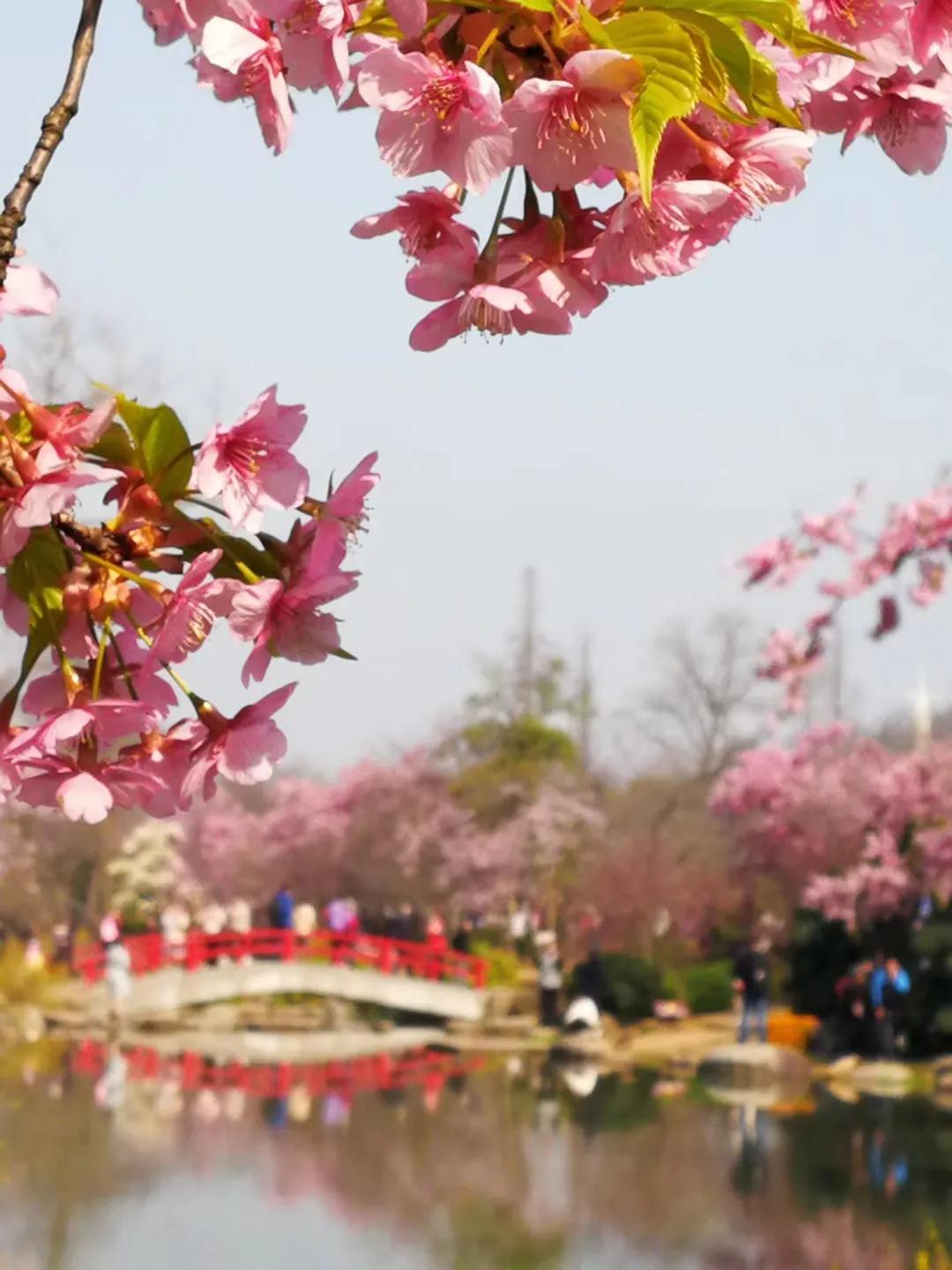 Sakura Valley - iNEWS