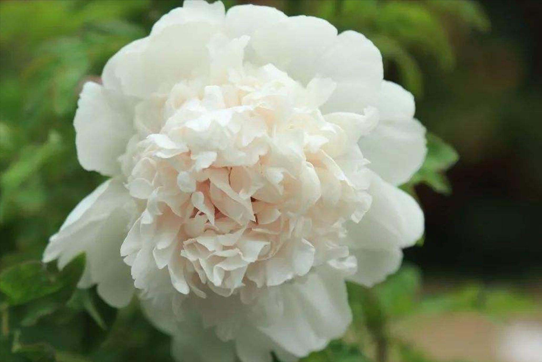 Peony variety "White Snow Tower" - pure and flawless - iNEWS