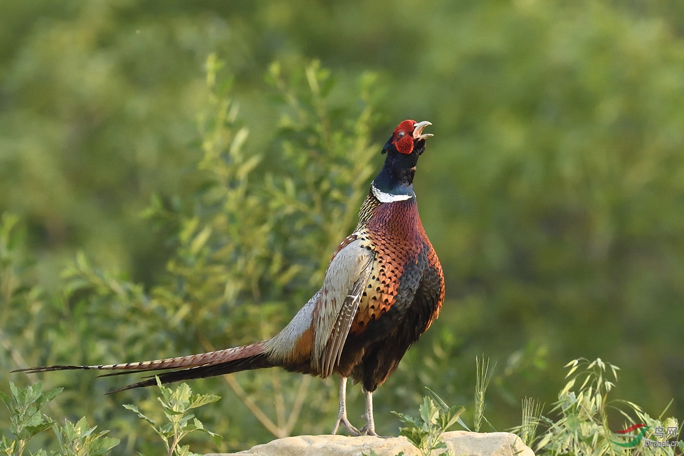 The classic poems in textbooks, Luo Binwang has "Winging Goose", Tang ...