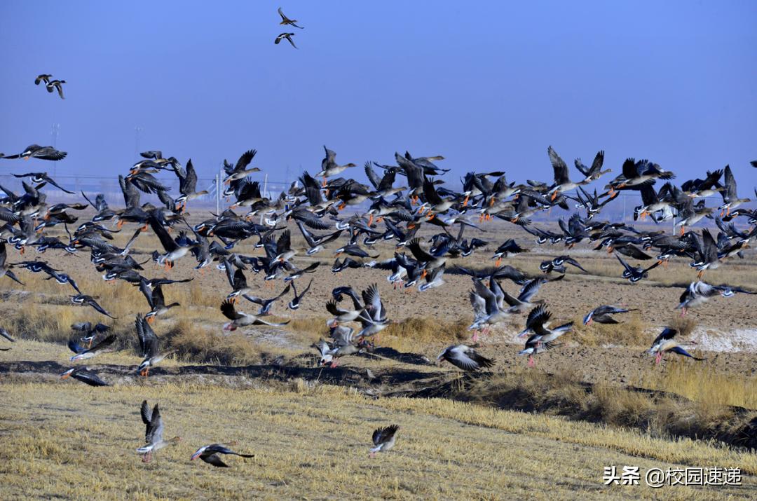 Thousands of wild geese flap their wings in Tianhe Bay - iNEWS