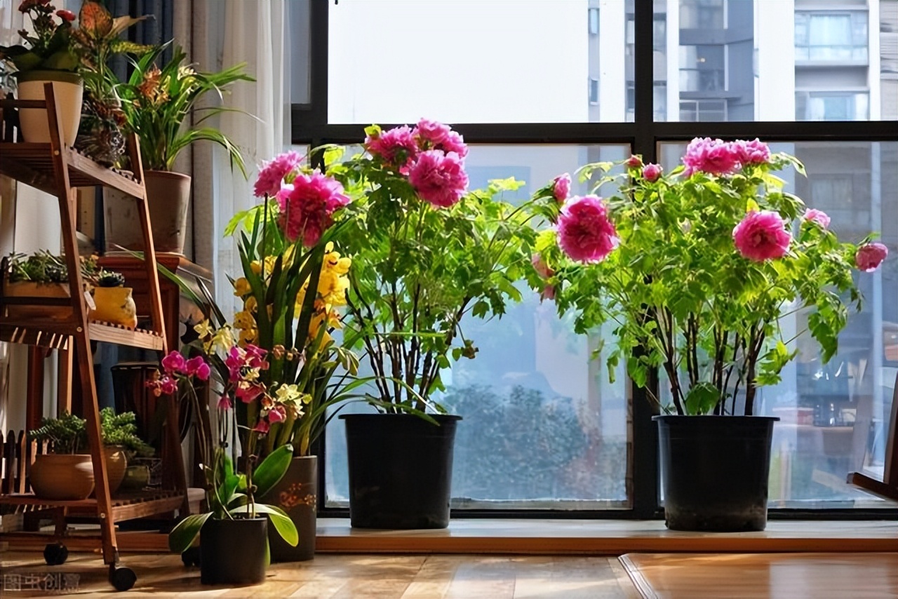 Seven kinds of foreign flowers, suitable for growing now, put them in ...