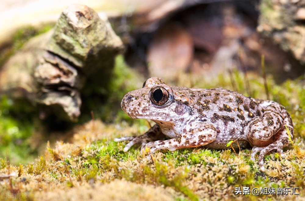In the Moon Palace, are Toad and Chang'e the same person?How do beauty ...