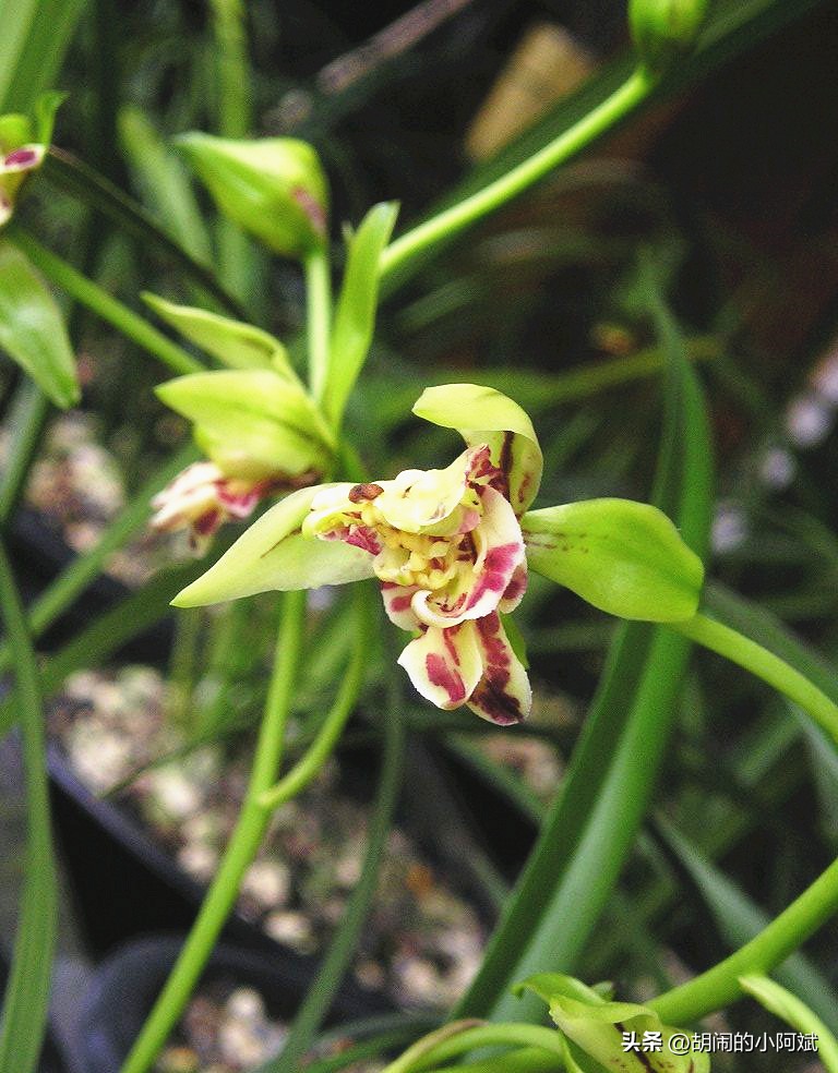 This orchid used to be a weed by the river, and it is a ready-made high ...