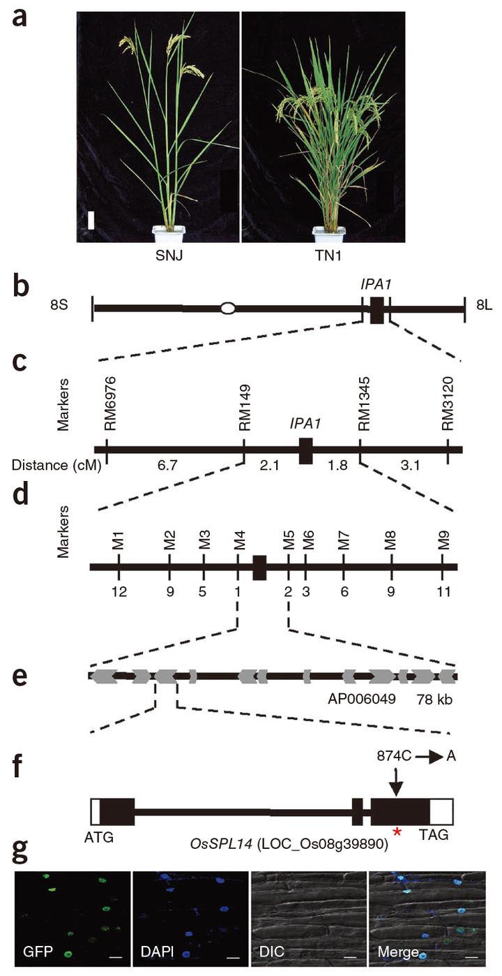 How can the transcription factor IPA1 be able to publish top journals ...