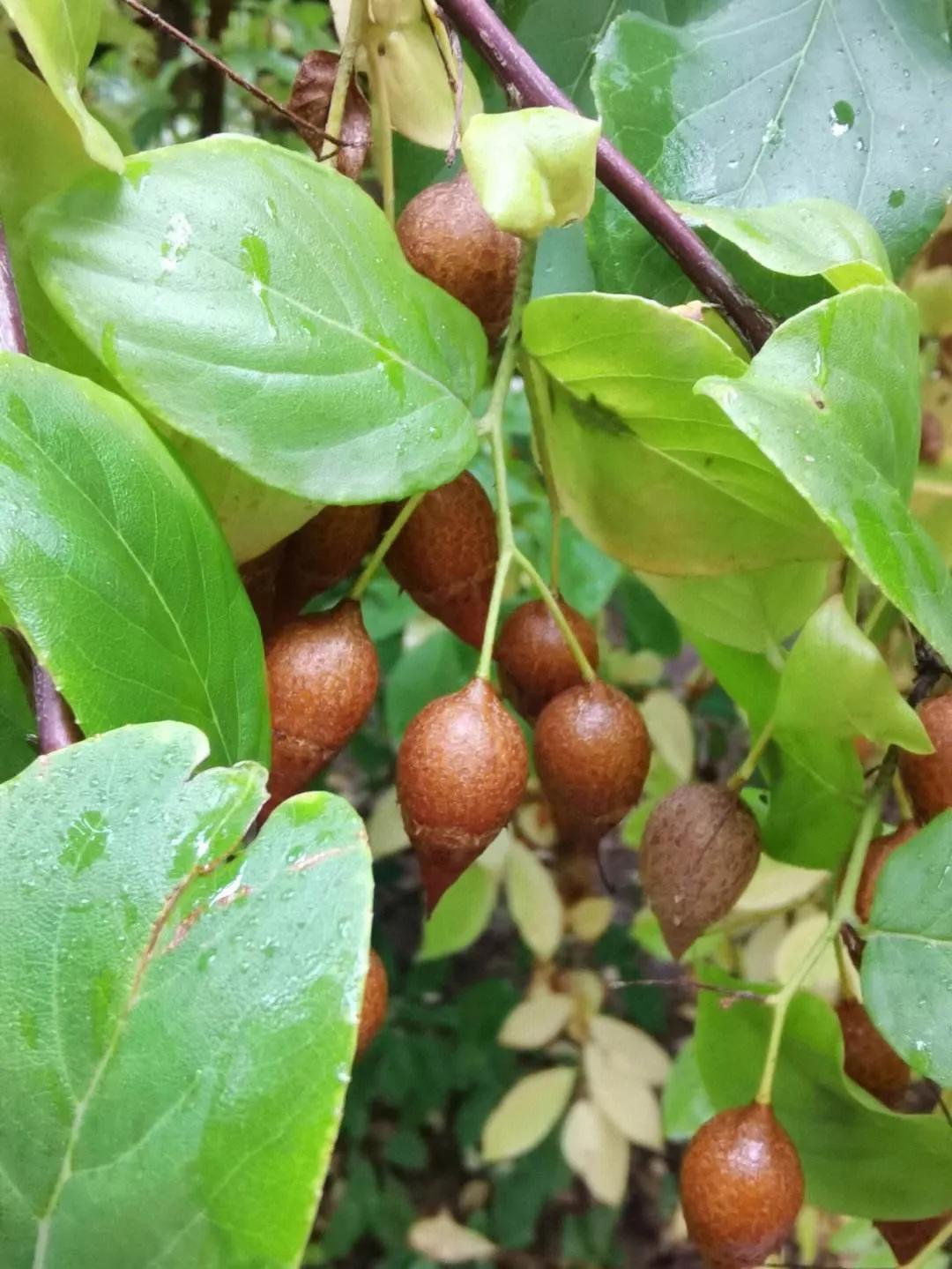 National Class II protected endangered rare plants: Jurong Baohua ...