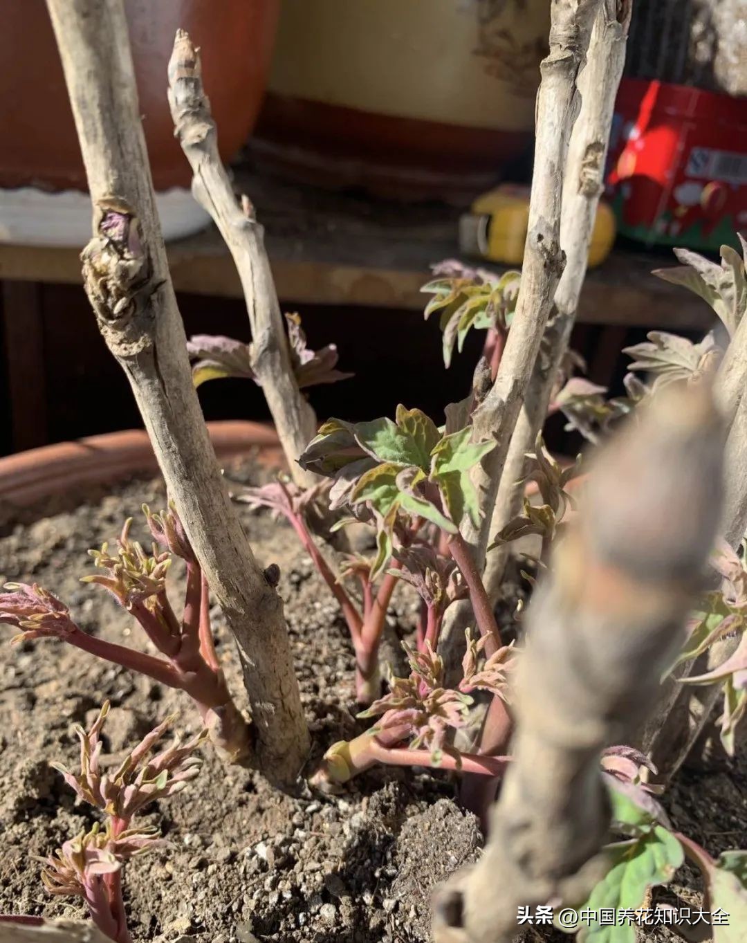 A required course in flower cultivation, you must learn to wipe the ...