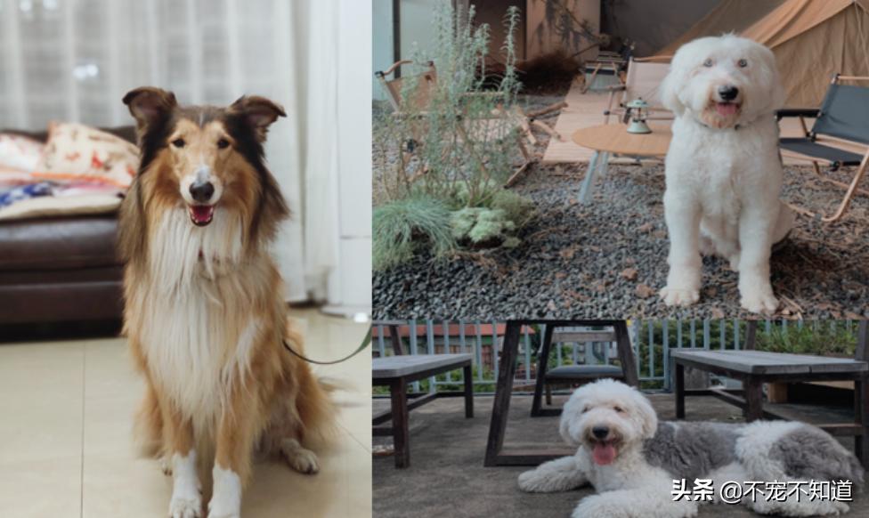 Dog hair types and grooming methods - iNEWS