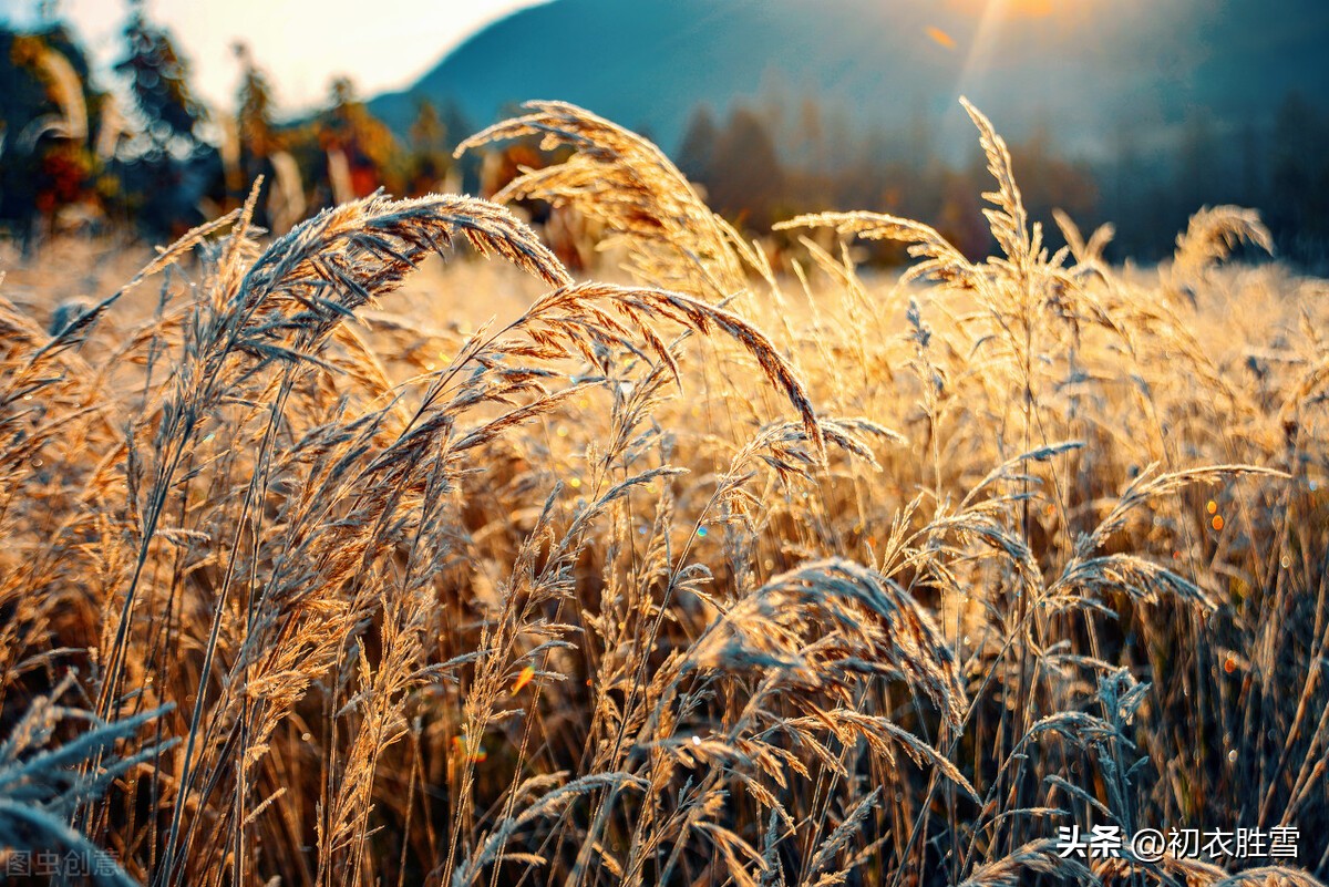 Six beautiful poems about frost in the twenty-four solar terms: Frost ...