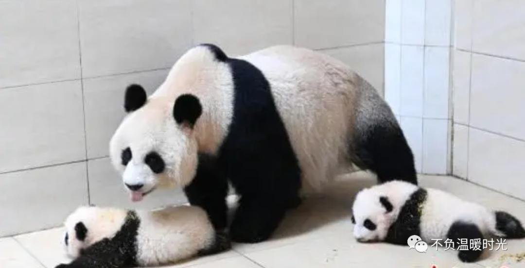 Giant Pandas Mao Mao, Bao Yuan, Lin Xi (Three Little Lucky Generals ...