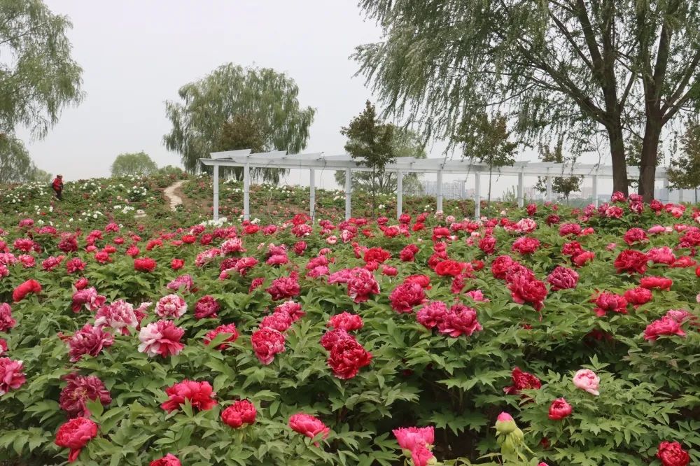 Appreciating the Spring in the World in April, the National Color Peony ...