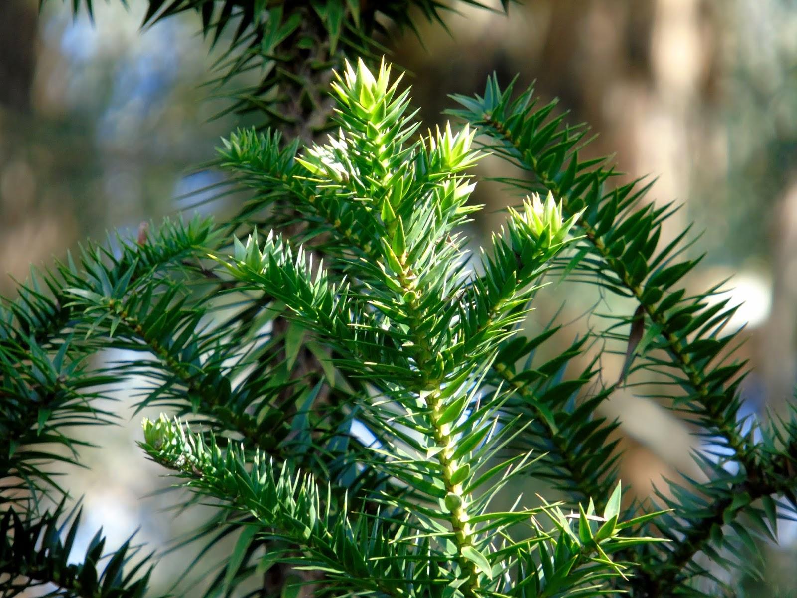 Differences between parana pine and other ornamental plants - iNEWS