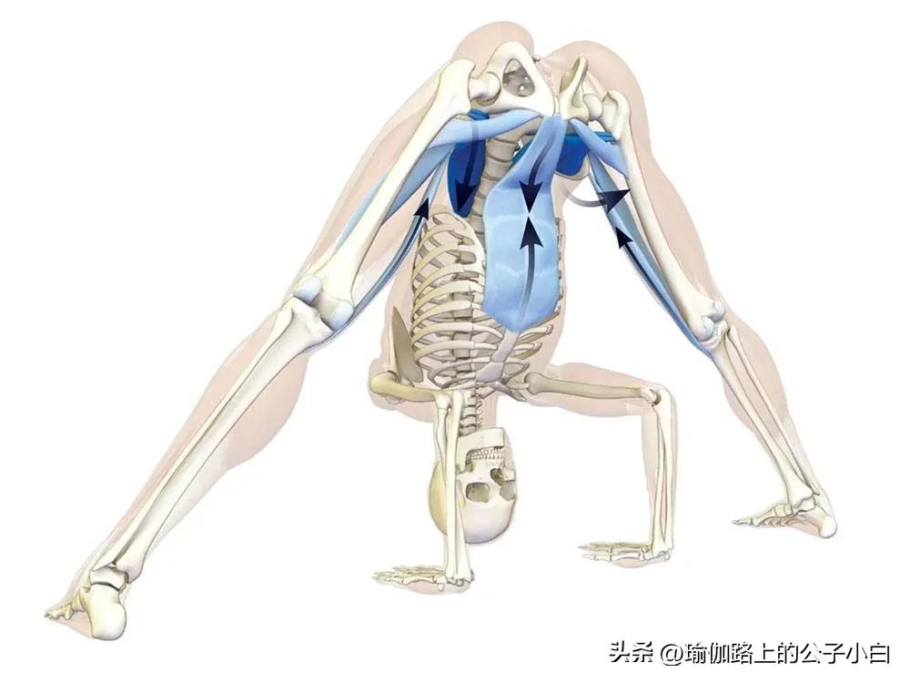 Yoga Anatomy - Double Angle Pose - iNEWS