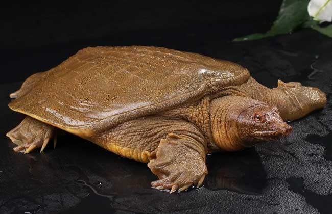 The difference between tortoise, king bastard, soft-shelled turtle and ...