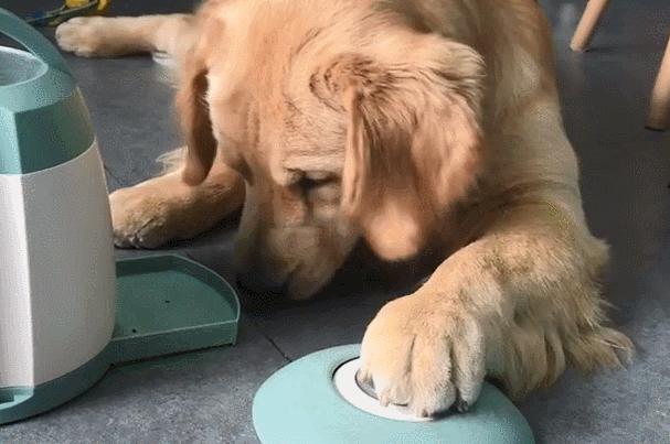 The seven taboos of dog feeding, how many have you hit? - iNEWS