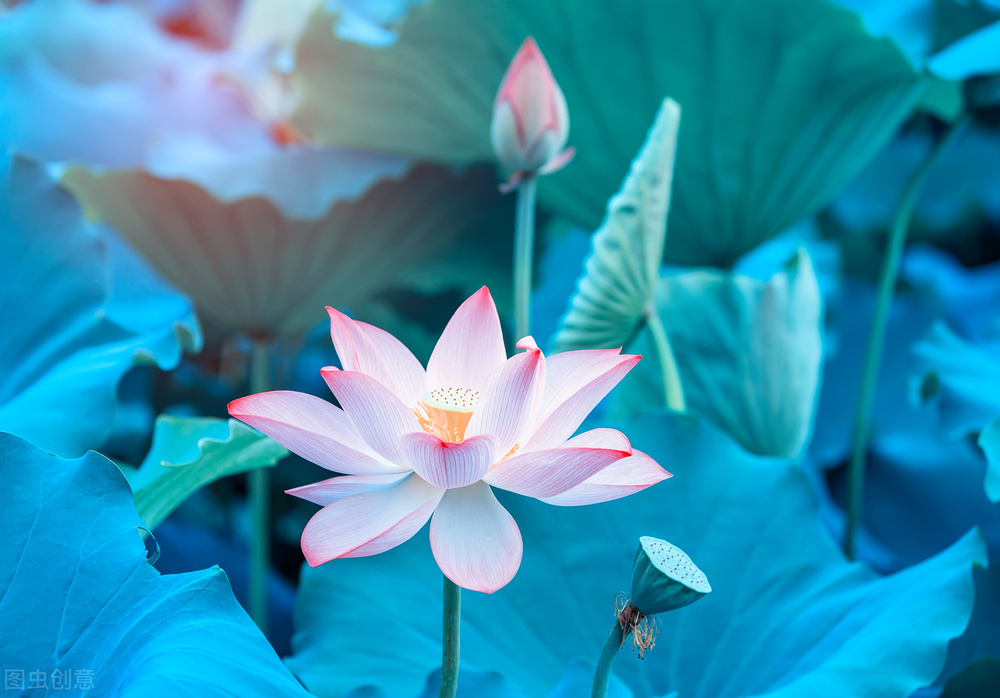 What is self-cultivation?What is self-cultivation? - iNEWS