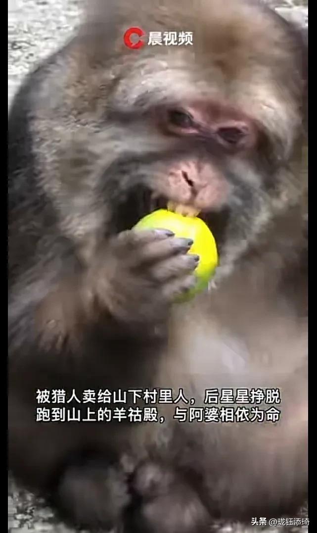 The one-armed monkey has become a mascot due to misfortune - iNEWS