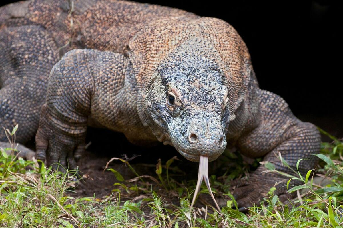 Inventory of the 6 largest reptiles in the world - iMedia