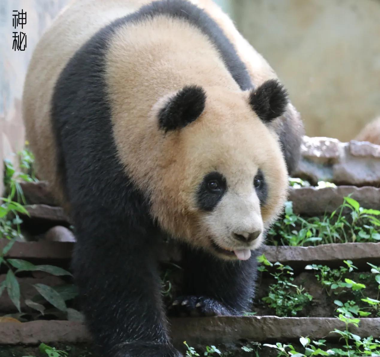 The giant panda Lin Bing was unable to separate from her cubs in time ...
