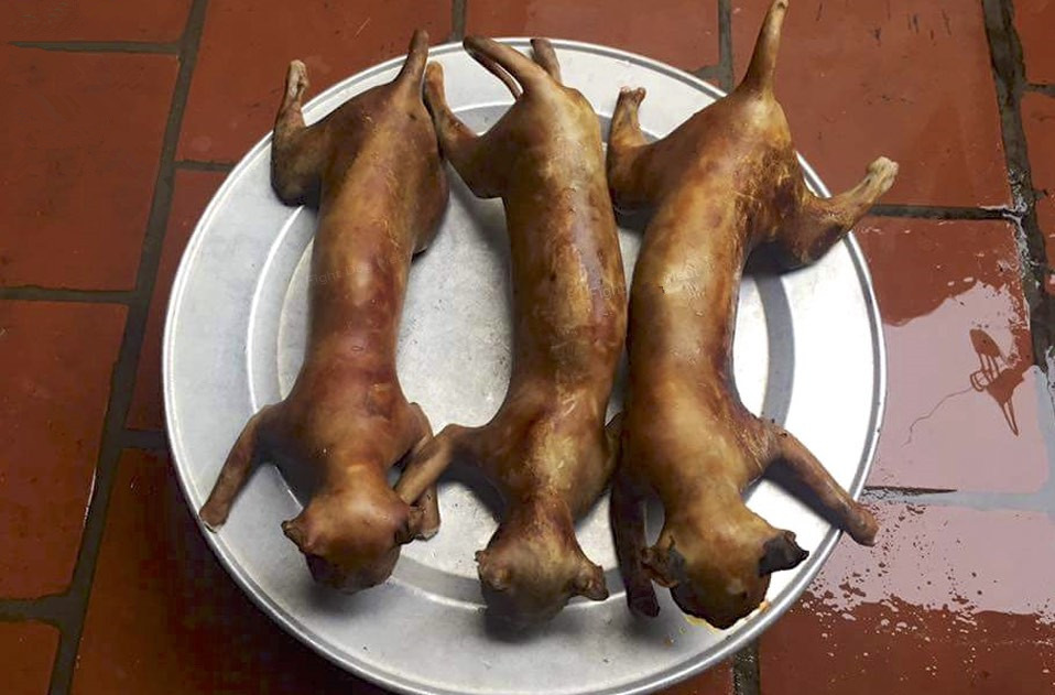 Why do Vietnamese people like to eat cat meat?Foreigners always say ...