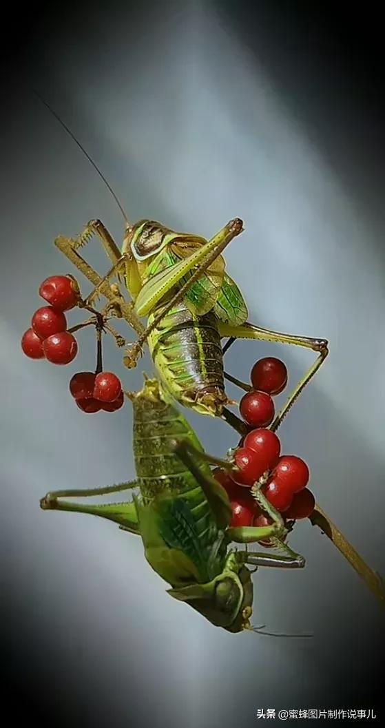 Beautiful wallpapers, the most beautiful grasshopper pictures - iNEWS