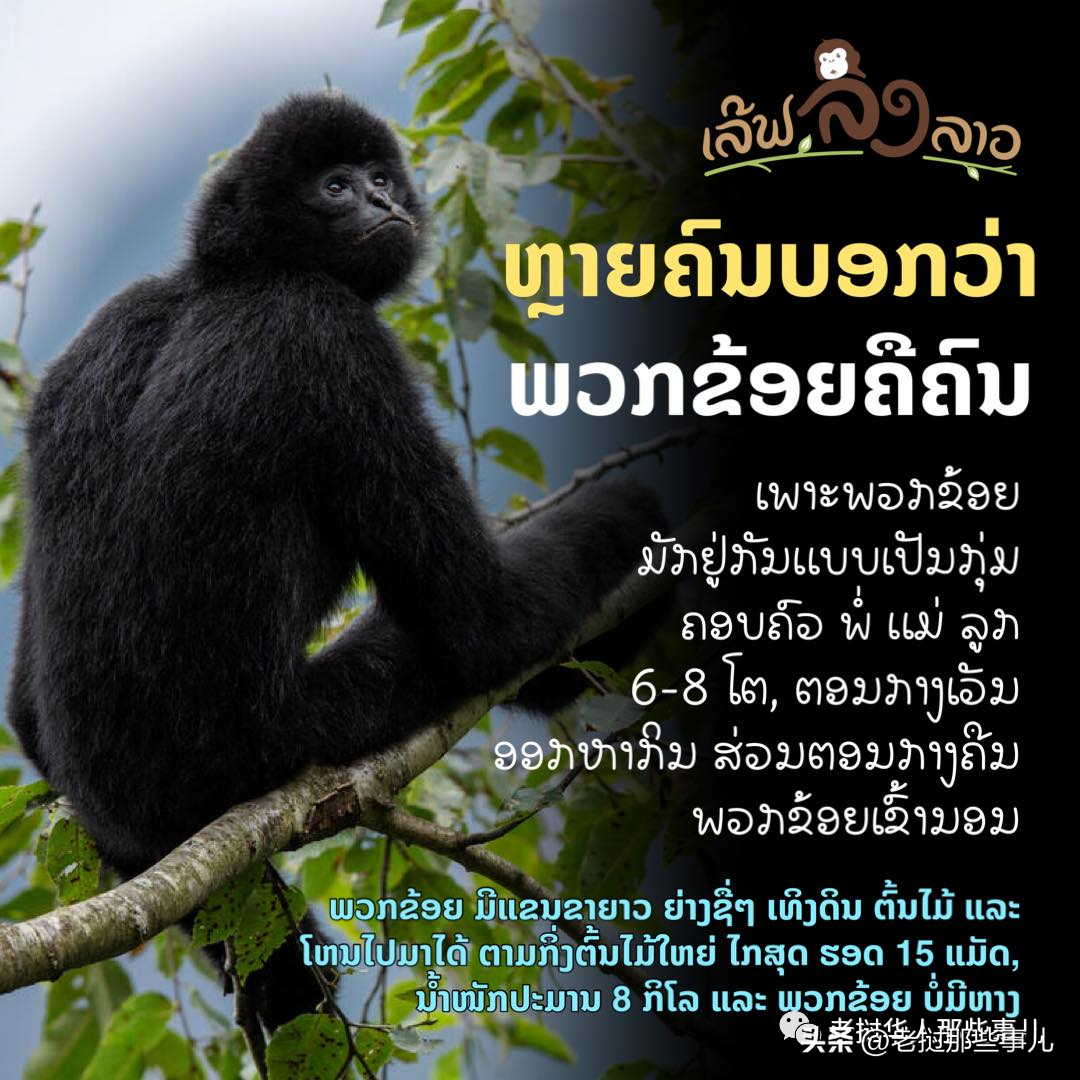 The black crested gibbons in Laos can't tell the pain, and the entire ...