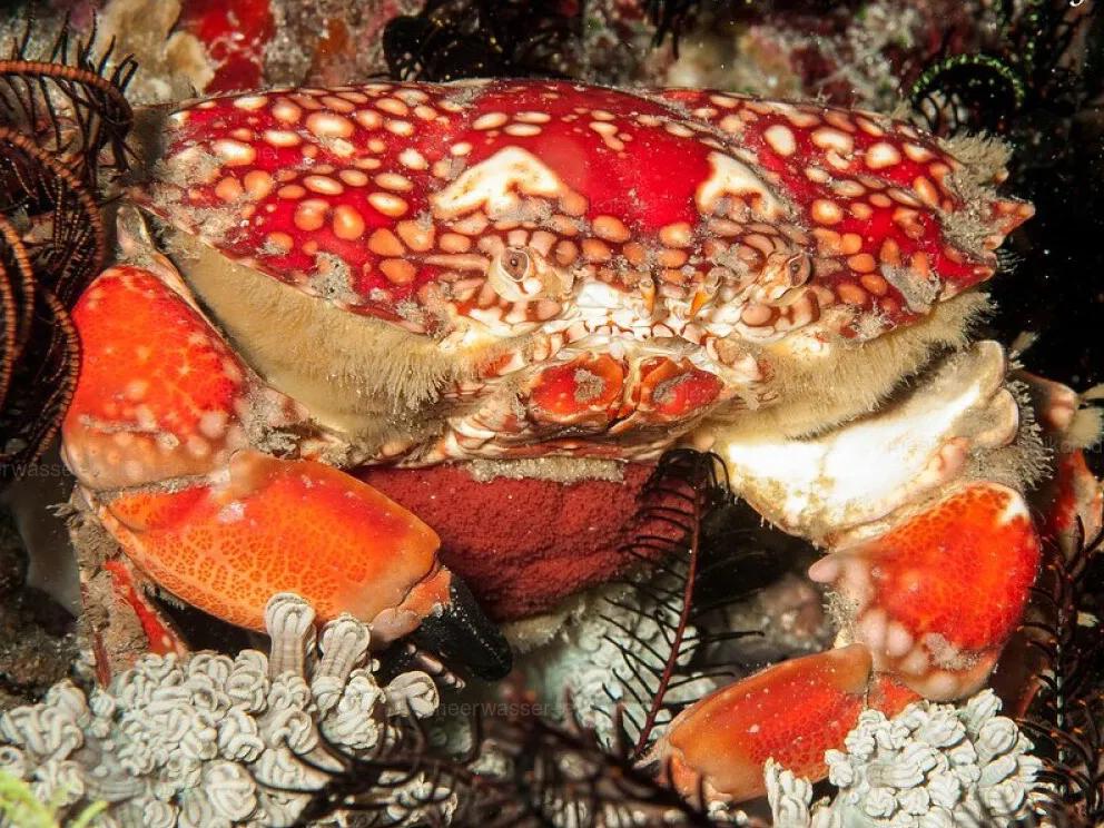 The most poisonous crab in the world - iNEWS
