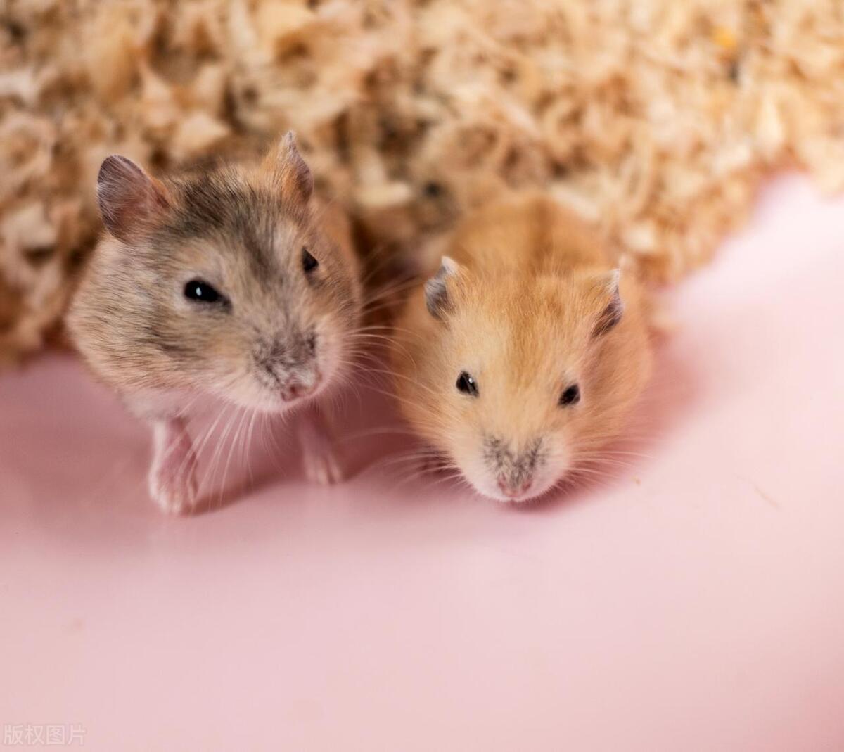 We all know that mice are timid and run away when they see people, so ...