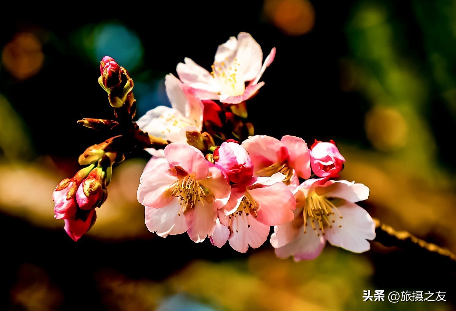 Enjoy cherry blossoms in Gucun Park - iNEWS