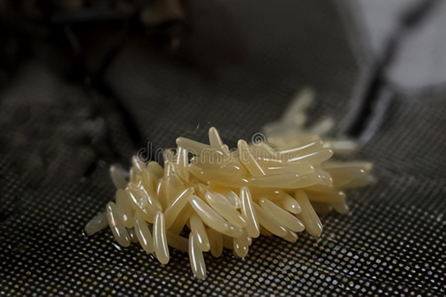 Did flies turn into maggots? How did flies develop from maggots? - iMedia