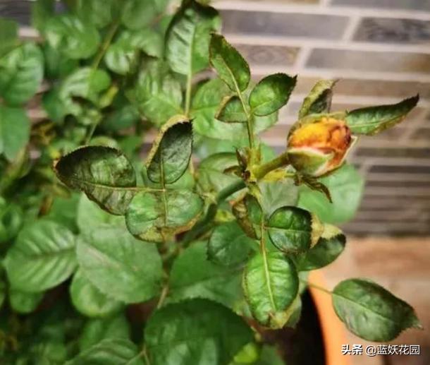 What should I do if the new leaves of spring rose are deformed?Analysis ...