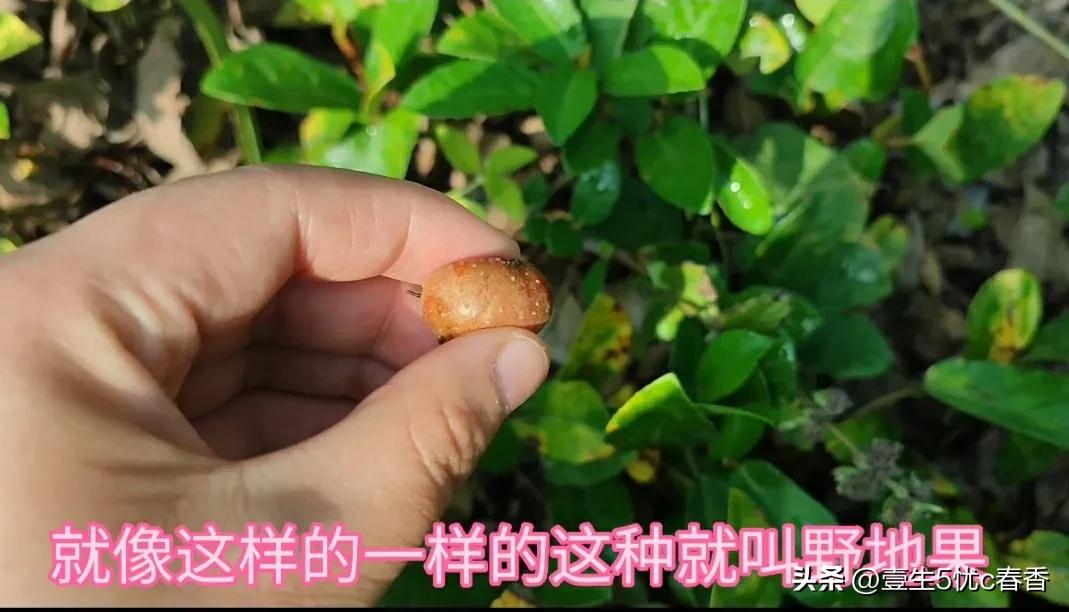 The delicacy of childhood, the wild sweet potato in the countryside ...